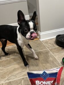 Boston Terriers Tail: Common Questions About Their Tail