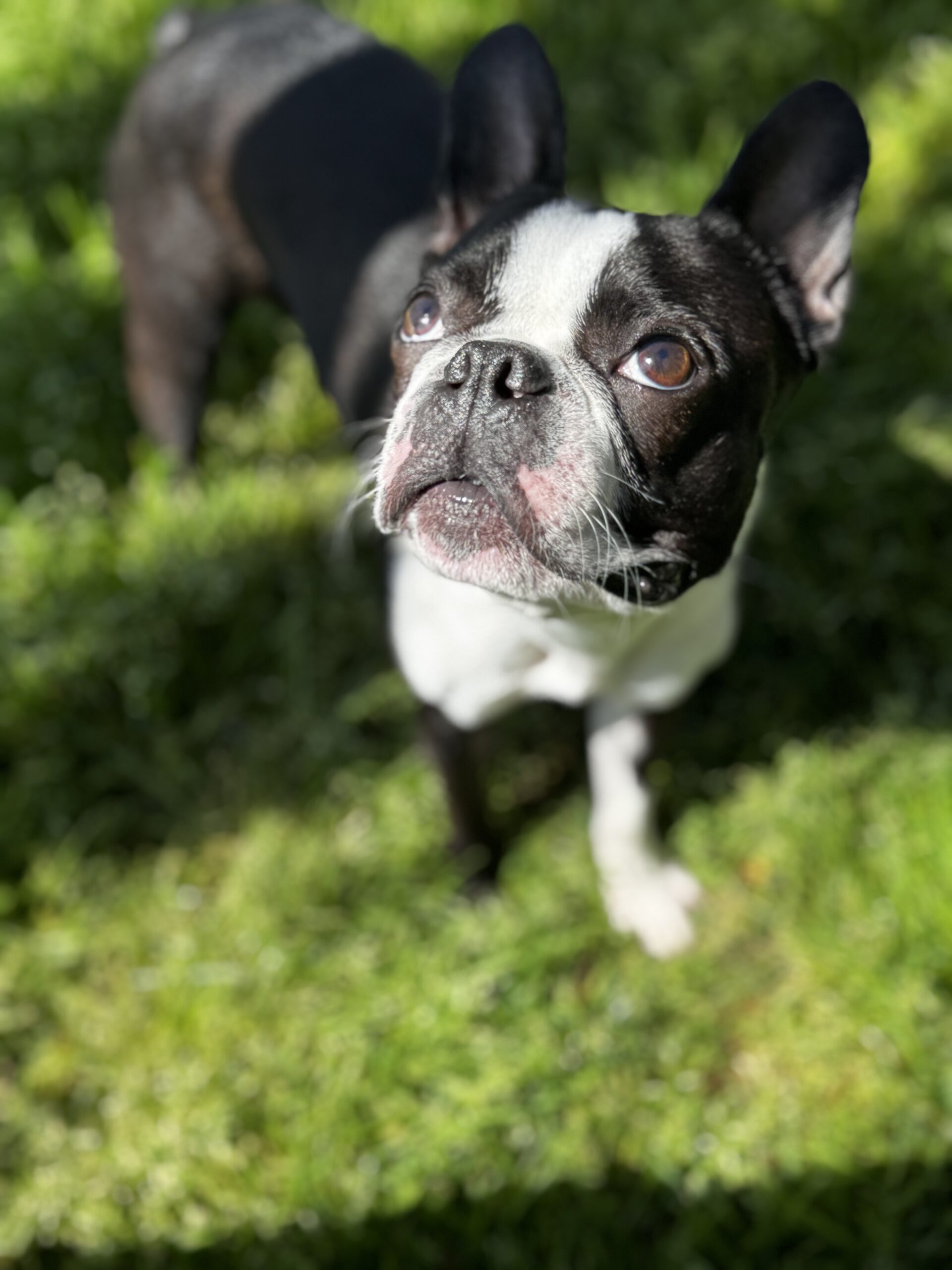 How Boston Terriers Were Bred: A Complete Guide
